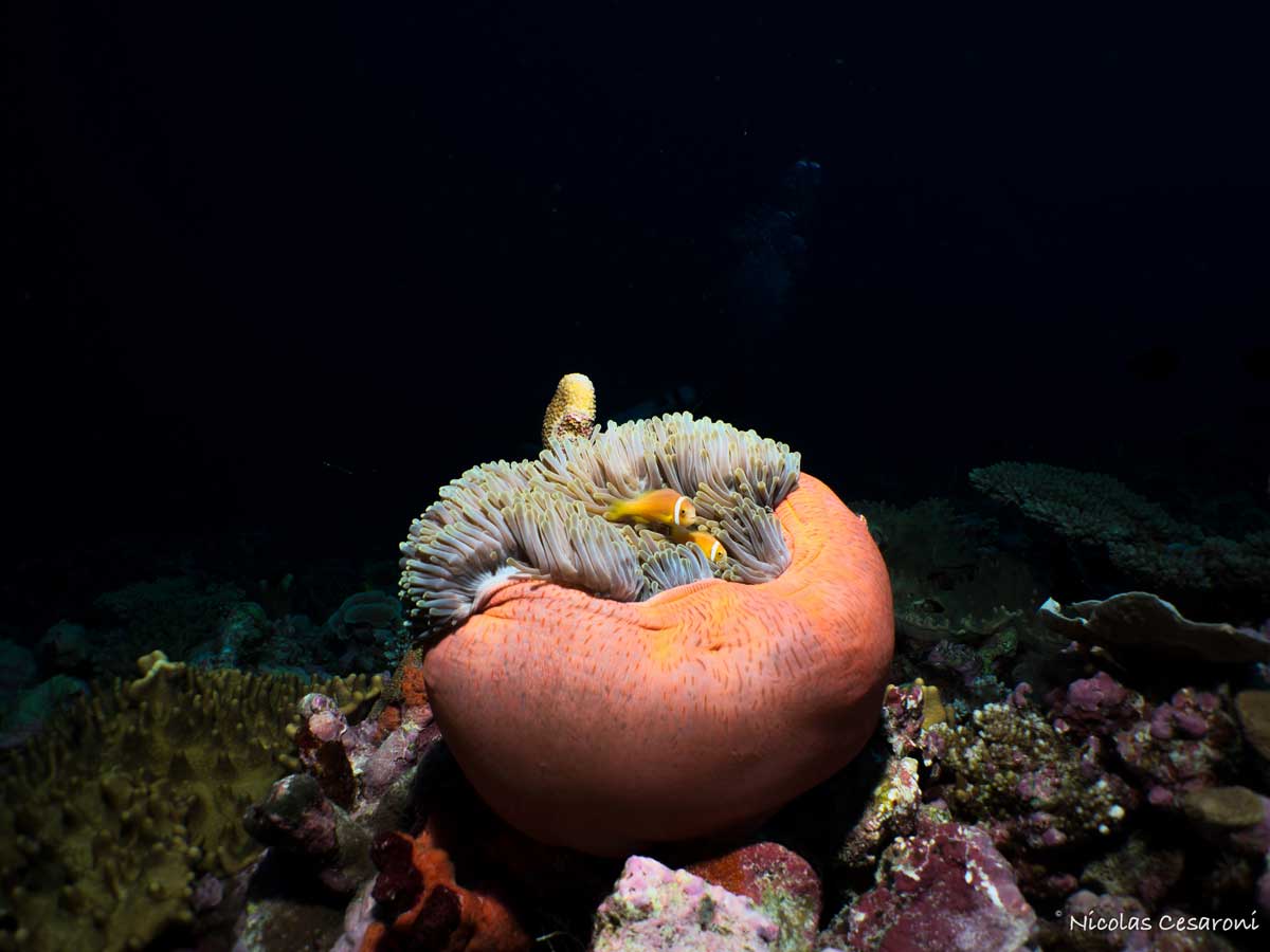Maldives Deep South route - Diving with mantas, whale & tiger sharks
