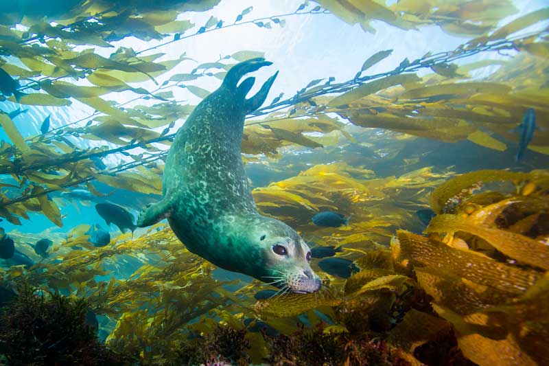 Diving Anacapa Island - A scuba destination that's closer than you think